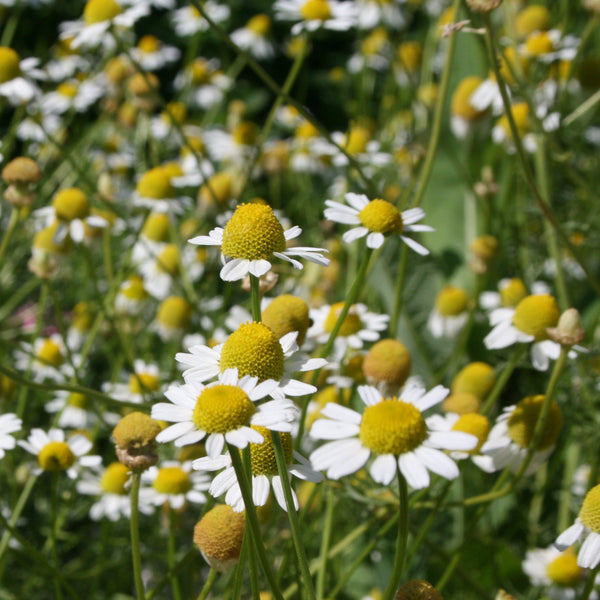 Chamomile-Roman, Heirloom Herb seeds, flower seeds – Wildrose Heritage ...