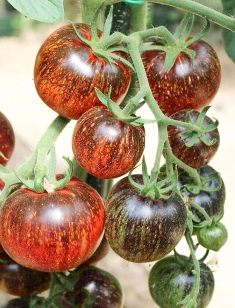 Tomato-Dark Galaxy – Wildrose Heritage Seed Company
