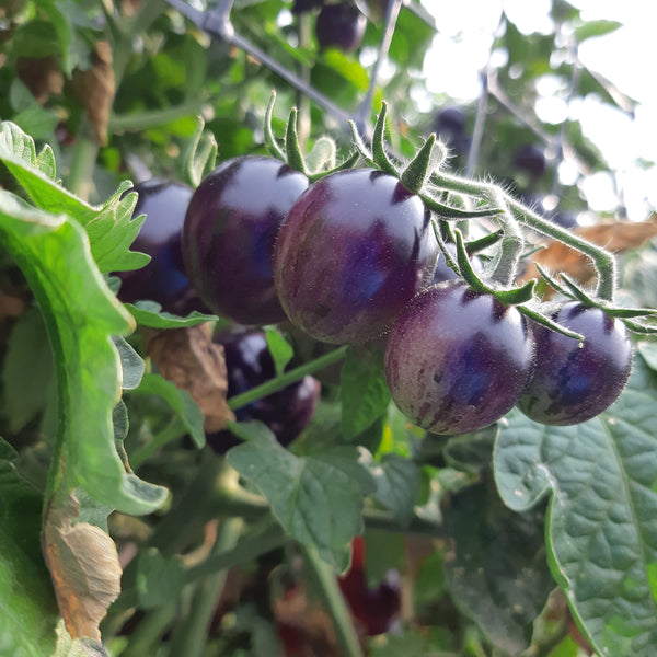 Tomato-Black Strawberry heirloom vegetable seeds, cherry tomato ...