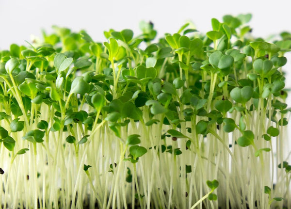 Microgreens - Basic Salad Mix (10-15 Day) – Wildrose Heritage Seed Company