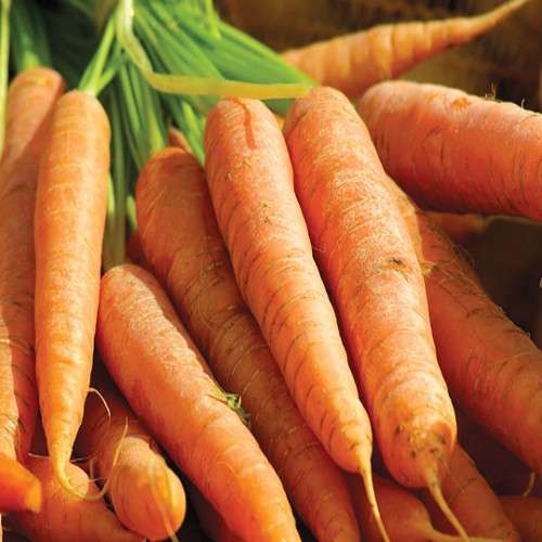 Sprint Carrot Seeds – Wildrose Heritage Seed Company