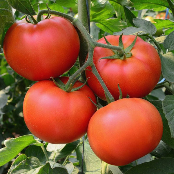Starfire Tomato – Wildrose Heritage Seed Company