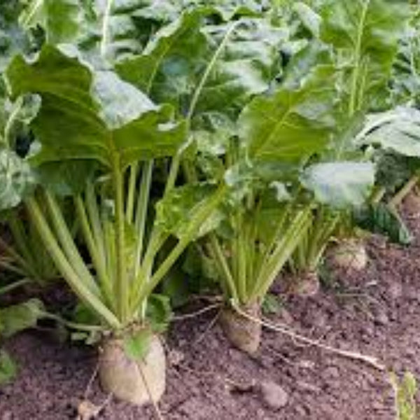 Sugar Beet – Wildrose Heritage Seed Company