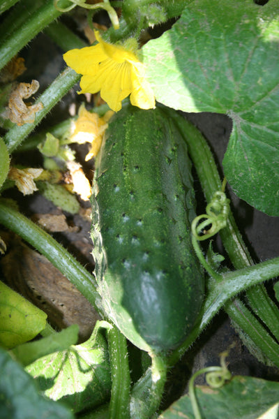Wisconsin SMR 58 Cucumber Heirloom Seeds – Wildrose Heritage Seed Company