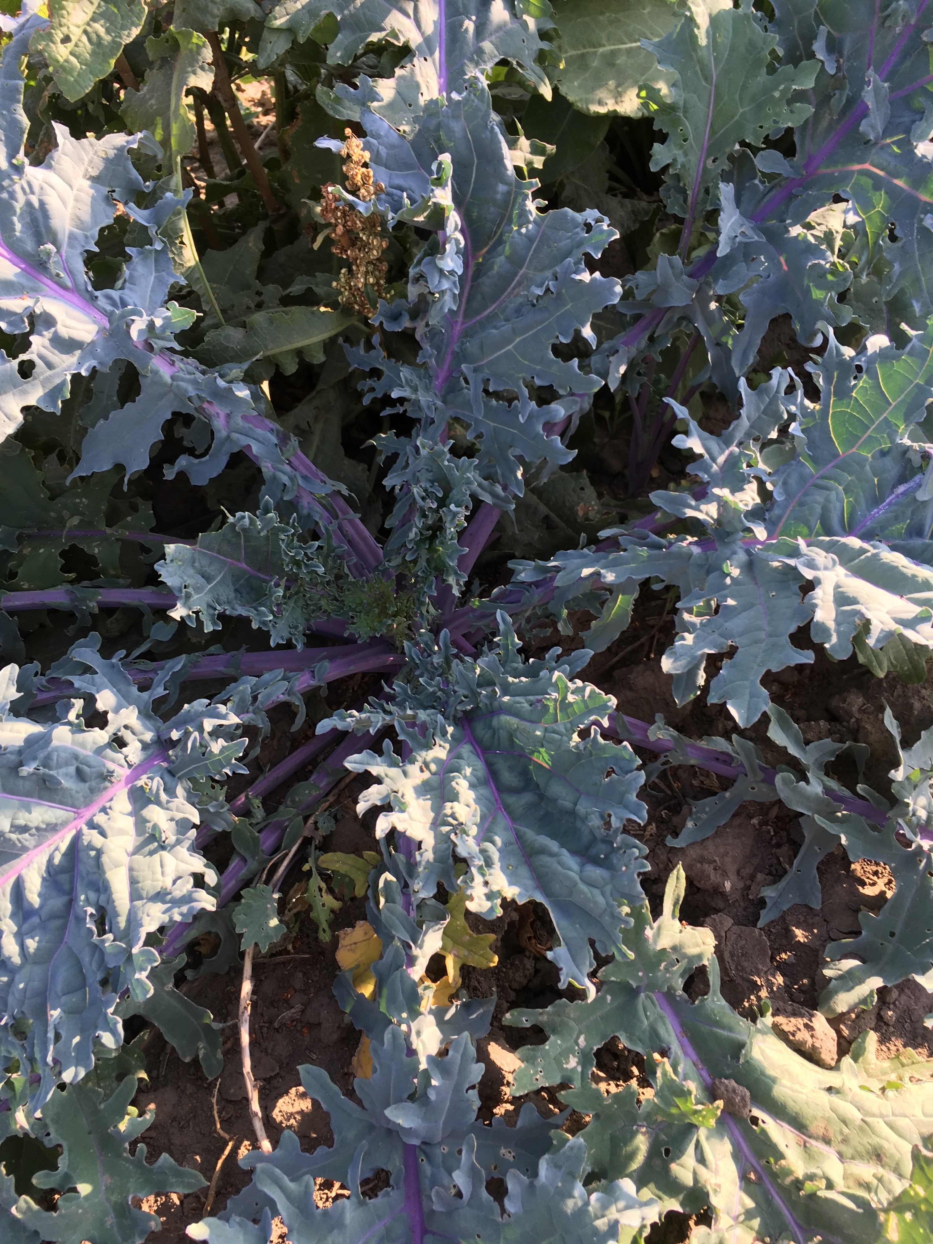 Russian Kale Seedlings Red Russian Organic Kale Seeds 4087 | OSC Seeds