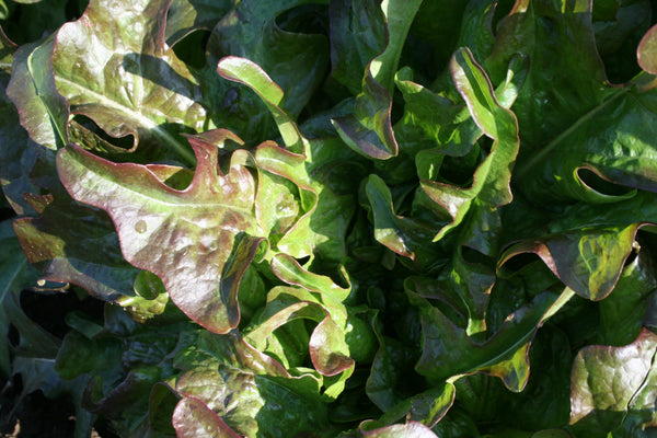 Red Oak Leaf Lettuce Seeds – Wildrose Heritage Seed Company
