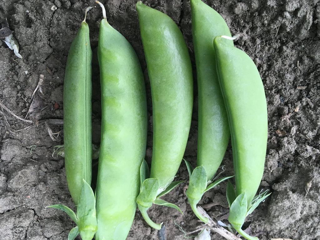 Sugar Snap Peas Sugar Snap Pea Seeds For Planting - Fresh, Annual ...