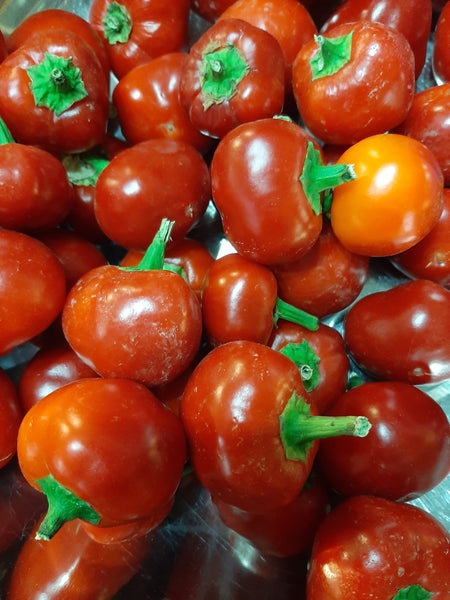 Red Cherry Hot Pepper Seeds – Wildrose Heritage Seed Company