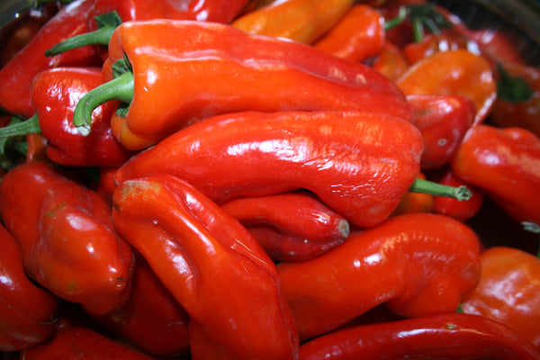 Marconi Red Sweet Pepper Seeds – Wildrose Heritage Seed Company