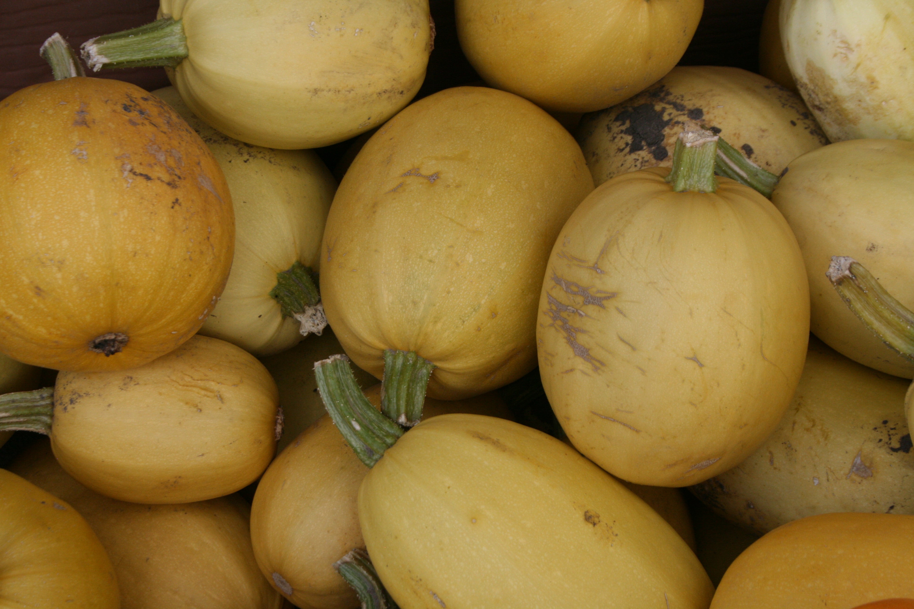 Spaghetti Squash Size Baby Spaghetti' Personal Size Winter Squash