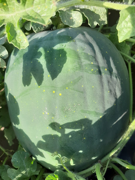 Moon and Stars Watermelon Seeds – Wildrose Heritage Seed Company