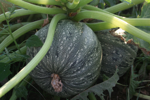 Round Zucchini Seeds – Wildrose Heritage Seed Company