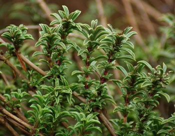 Winter Sage Seeds – Wildrose Heritage Seed Company