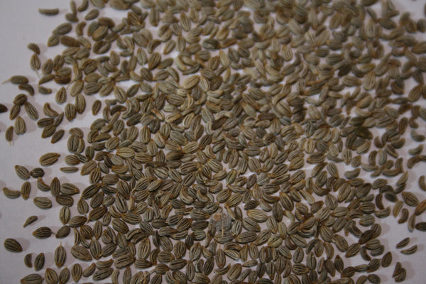 Green Pearl Parsley Seeds – Wildrose Heritage Seed Company