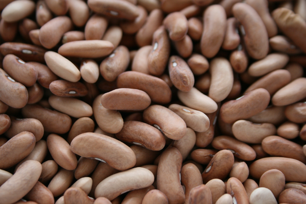 Contender Bush Bean Seeds – Wildrose Heritage Seed Company