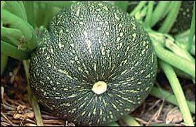 Round Zucchini Seeds – Wildrose Heritage Seed Company