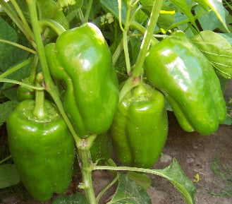 Emerald Giant Sweet Pepper Seeds – Wildrose Heritage Seed Company