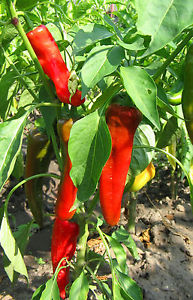 Boldog Hungarian Hot Pepper – Wildrose Heritage Seed Company