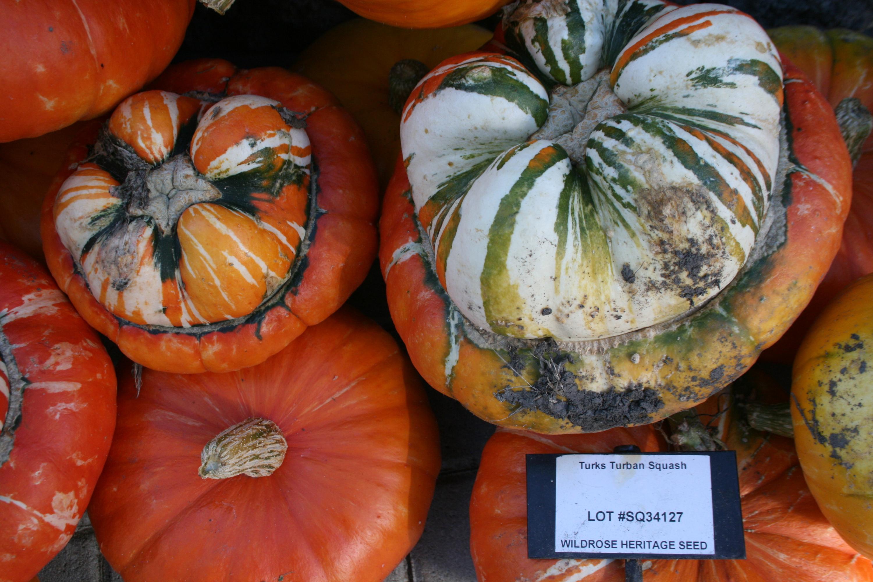 Turks Head Squash