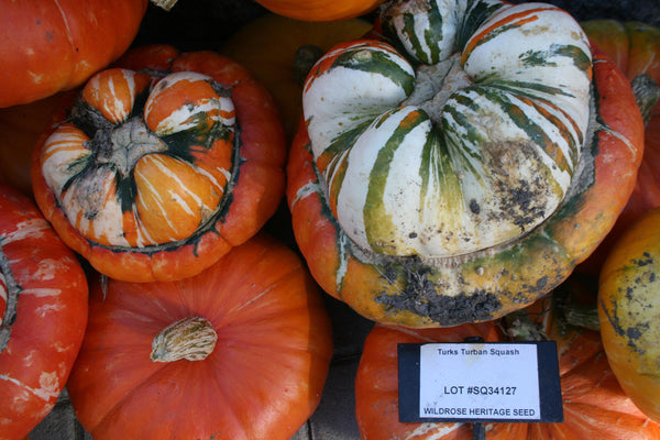 Turks Turban Squash Seeds – Wildrose Heritage Seed Company