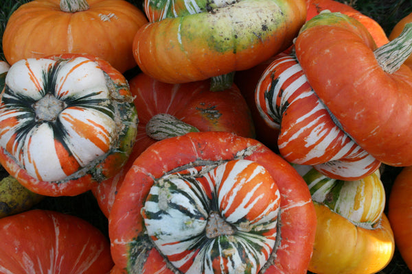 Turks Turban Squash Seeds – Wildrose Heritage Seed Company