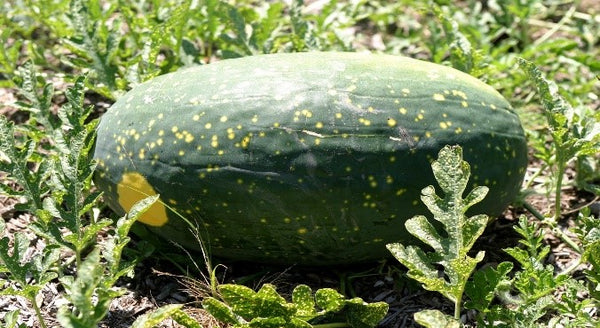 Moon and Stars Watermelon Seeds – Wildrose Heritage Seed Company