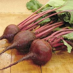 Lutz Green Leaf Beet Seeds – Wildrose Heritage Seed Company
