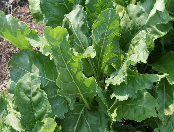 Lutz Green Leaf Beet Seeds – Wildrose Heritage Seed Company