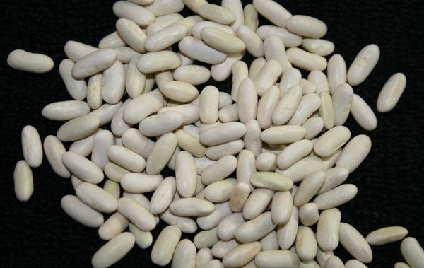 Derby Bush Bean Seeds – Wildrose Heritage Seed Company