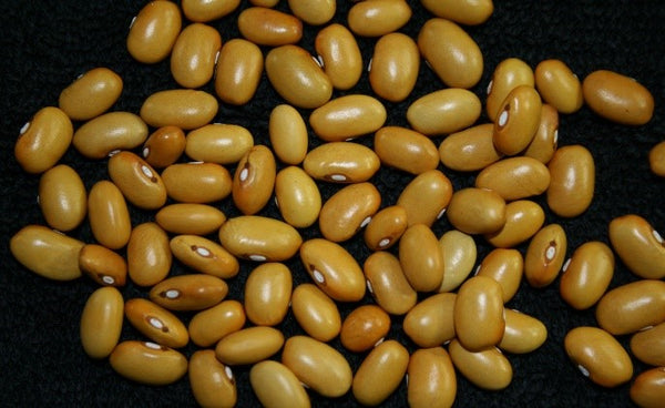 Dutch Brown Bean Seeds – Wildrose Heritage Seed Company