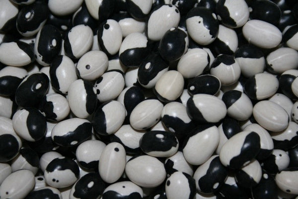 Orca Bean Seeds – Wildrose Heritage Seed Company
