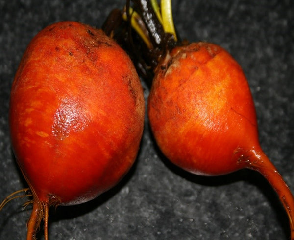Touchstone Gold Beet Seeds – Wildrose Heritage Seed Company