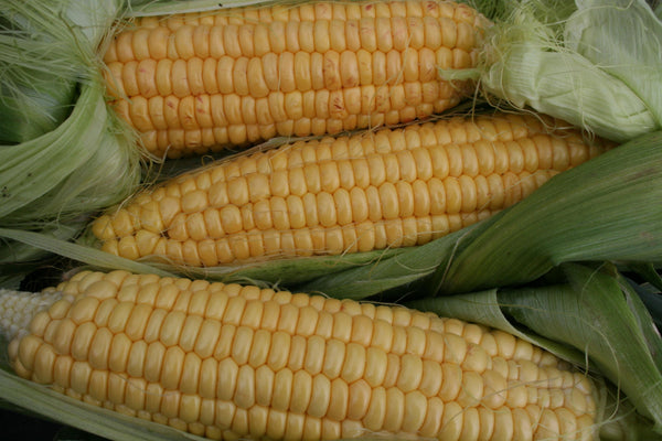 Simmonet Corn Seeds – Wildrose Heritage Seed Company