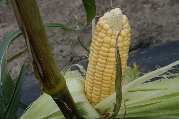 Simmonet Corn Seeds – Wildrose Heritage Seed Company