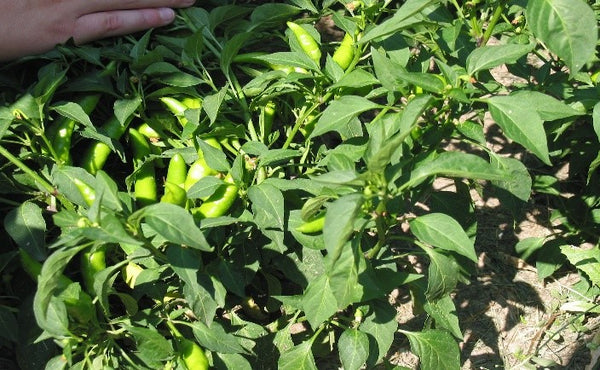 Thai Volcano Hot Pepper Seeds – Wildrose Heritage Seed Company