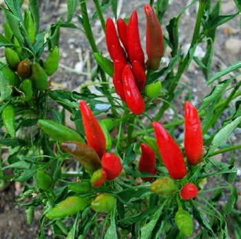 Thai Volcano Hot Pepper Seeds – Wildrose Heritage Seed Company