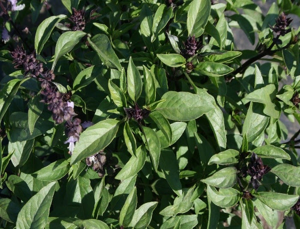 Saim Queen Thai Basil Seeds – Wildrose Heritage Seed Company