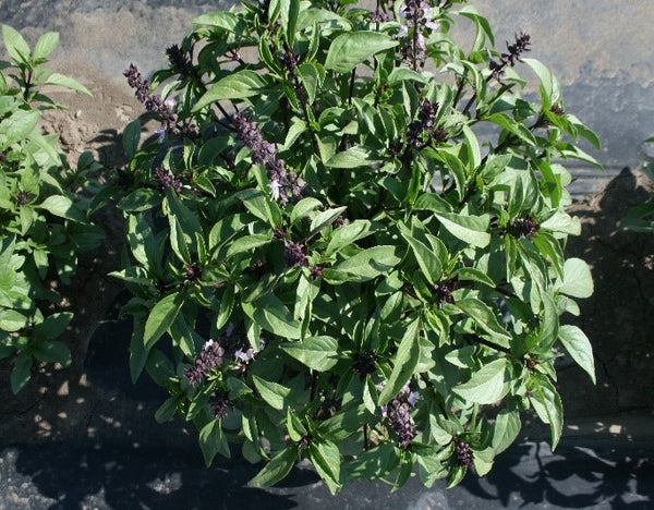 Saim Queen Thai Basil Seeds – Wildrose Heritage Seed Company
