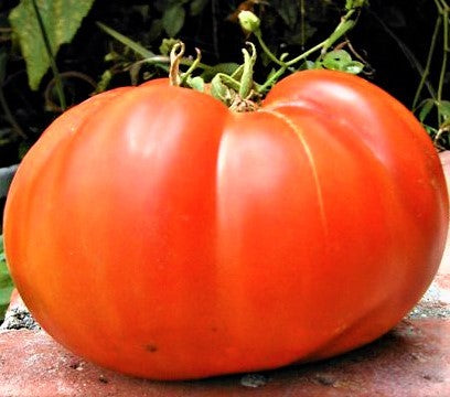 Aussie Tomato Seeds – Wildrose Heritage Seed Company