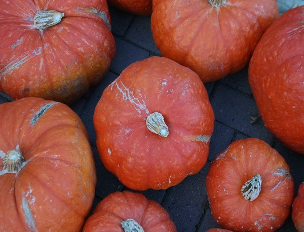 Hopi Orange Squash – Wildrose Heritage Seed Company