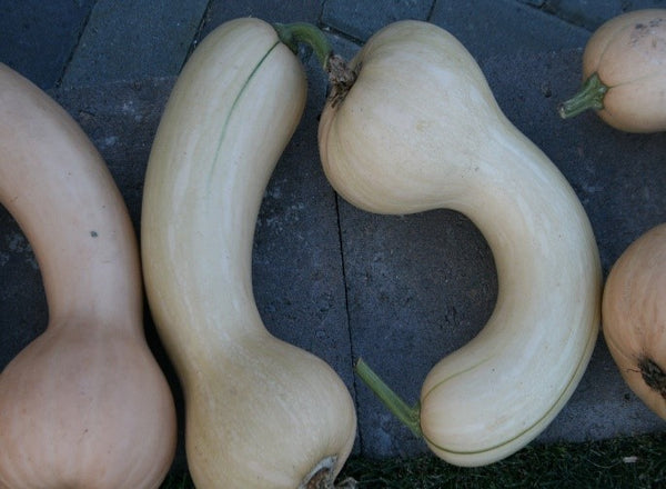 Pennsylvanian Dutch Crookneck Squash – Wildrose Heritage Seed Company