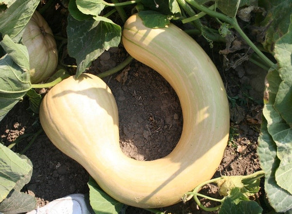 Pennsylvanian Dutch Crookneck Squash – Wildrose Heritage Seed Company