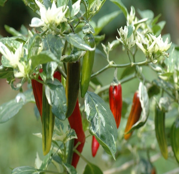 Fish Hot Pepper Seeds – Wildrose Heritage Seed Company