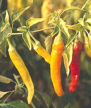 Charleston Hot Pepper Seeds – Wildrose Heritage Seed Company
