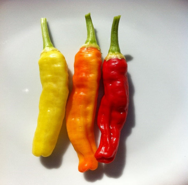 Charleston Hot Pepper Seeds – Wildrose Heritage Seed Company