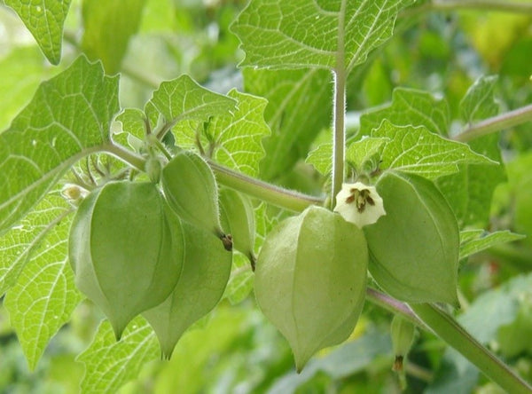 Yellow Ground Cherry Seeds – Wildrose Heritage Seed Company