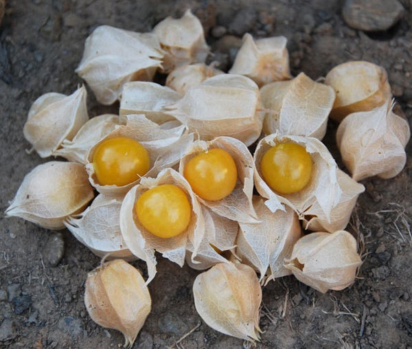 Yellow Ground Cherry Seeds – Wildrose Heritage Seed Company
