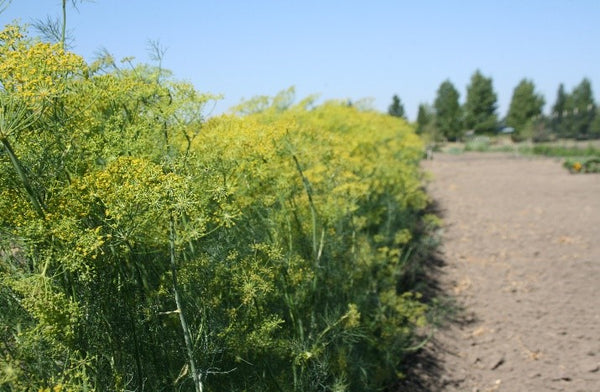 Dukat Dill Seeds – Wildrose Heritage Seed Company