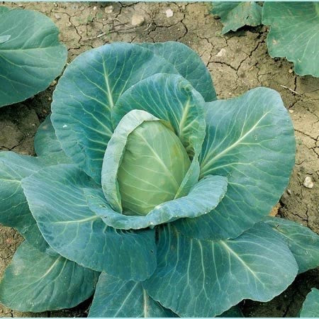 All seaons Cabbage seeds – Wildrose Heritage Seed Company