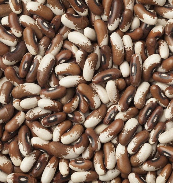 Painted Pony Bean Seeds – Wildrose Heritage Seed Company